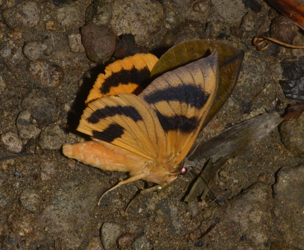 Fruit Piercing Moth | Project Noah