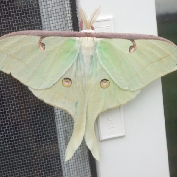 Luna Moth | Project Noah