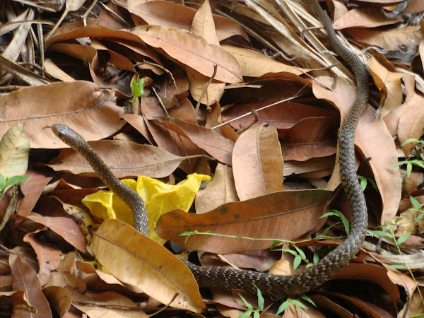 Darash Snake (দাঁড়াশ সাপ) | Project Noah