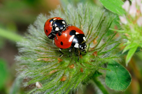 Seven-spot ladybird, mariquita | Project Noah