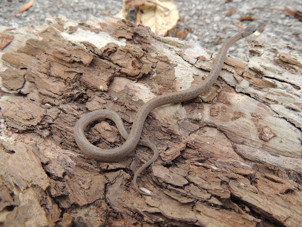 Texas brown snake | Project Noah