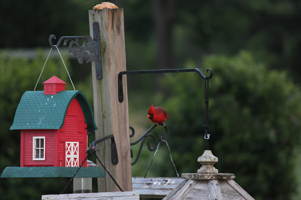 Northern Cardinal | Project Noah