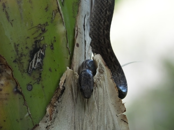 Saba Racer, Red-bellied Racer, Orange-bellied Racer | Project Noah