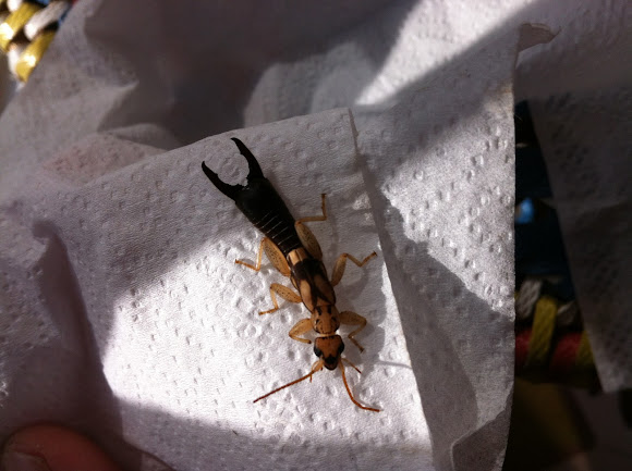 Earwig | Project Noah