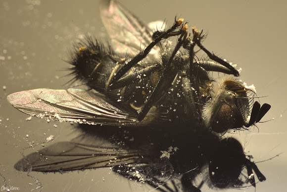 Fly corpse | Project Noah