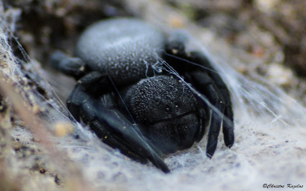 Ladybird Spider | Project Noah