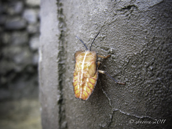 Giant Shield Bug Nymph | Project Noah
