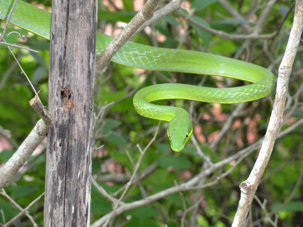 Chicotera | Project Noah