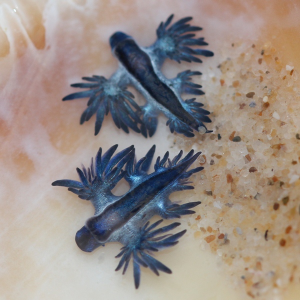 Blue Sea Slug | Project Noah