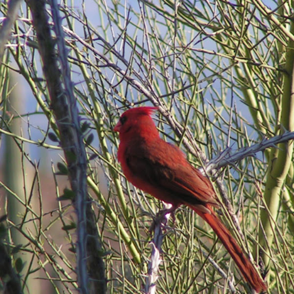 Cardinal | Project Noah