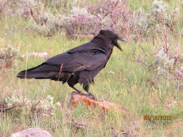 Raven | Project Noah