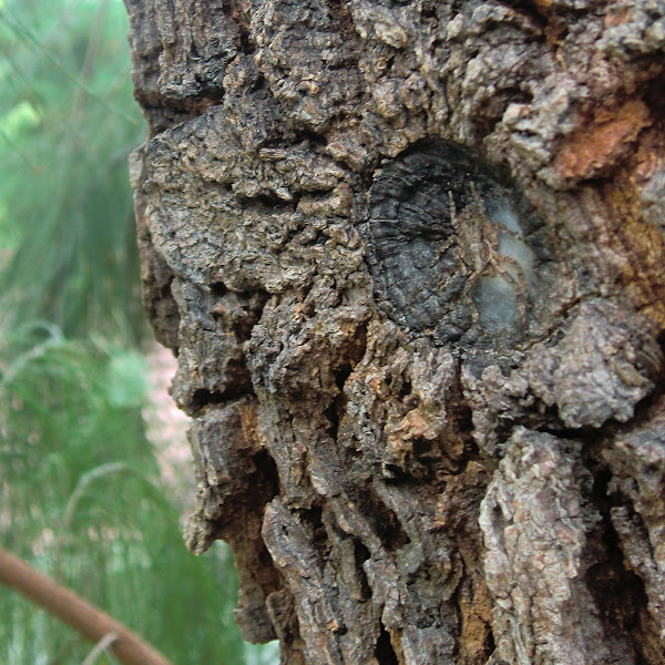 Knobbly Crab Spider | Project Noah