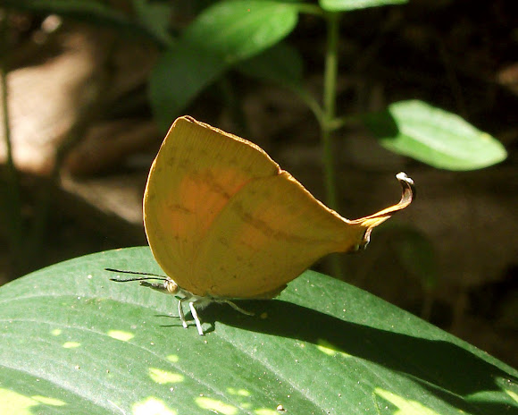 Yamfly | Project Noah