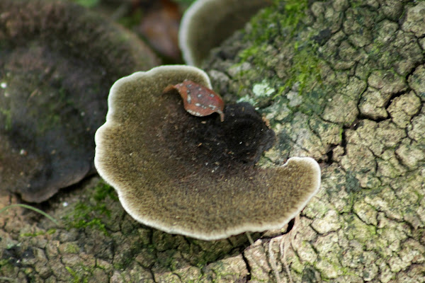 Cerrena unicolor | Project Noah