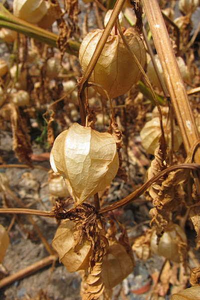 Wild Gooseberry Plant