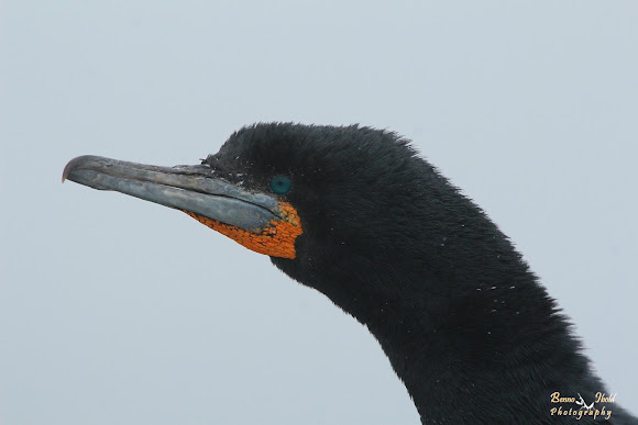 Great cormorant | Project Noah