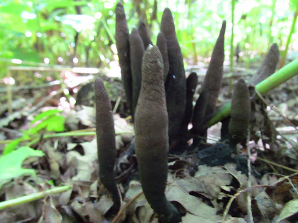 Xylaria polymorpha | Project Noah