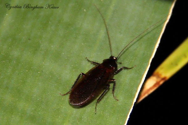 American Cockroach | Project Noah