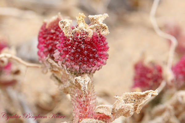 Crystalline Ice Plant | Project Noah