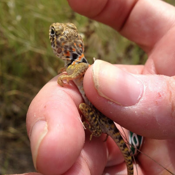 Eastern collared lizard | Project Noah