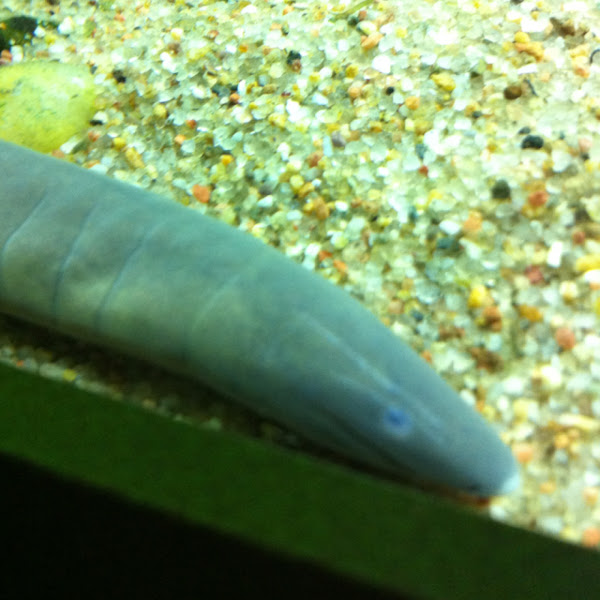 Aquatic caecilian | Project Noah