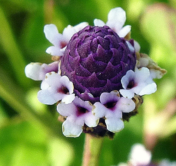Frog Fruit | Project Noah
