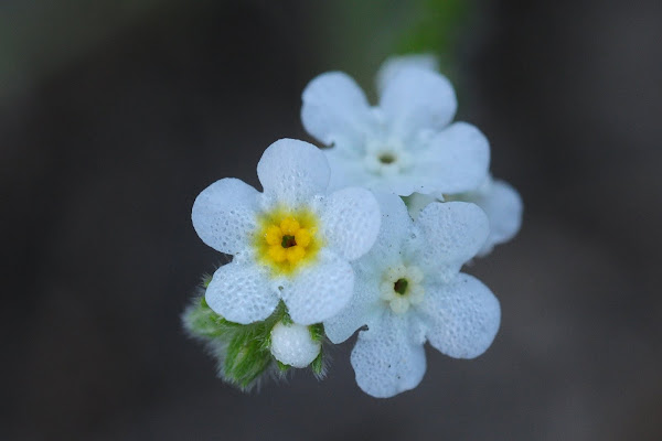 Fragrant popcorn flower | Project Noah