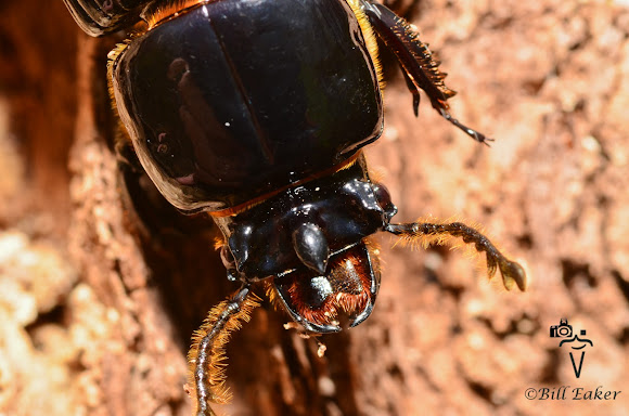 Horned Passalus | Project Noah