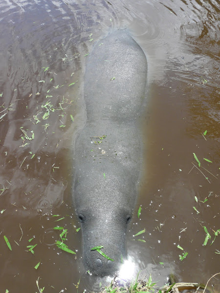 West Indian Manatee | Project Noah