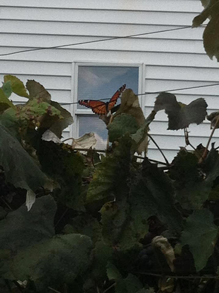 monarch butterfly | Project Noah