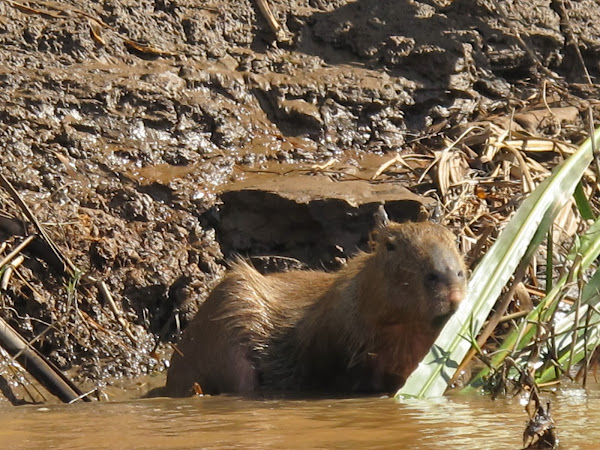 Capybara | Project Noah