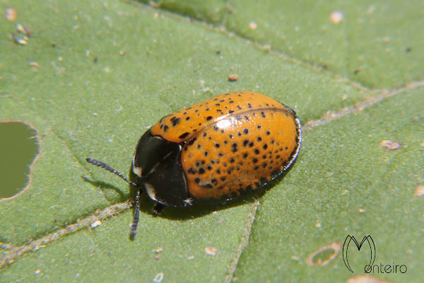 Tortoise beetle | Project Noah