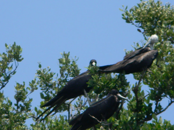 fragata magnífica - fragata real - Magnificent Frigatebird | Project Noah