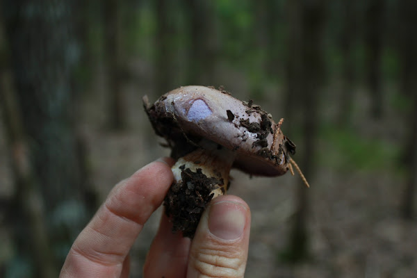 Cortinarius iodes, spotted cort, or viscid violet cort | Project Noah