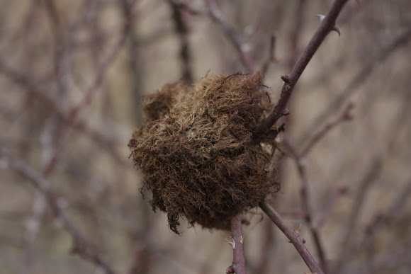 Rose bedeguar gall | Project Noah