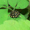 Spotted Shield Bug | Project Noah