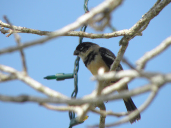 white collared seedeater | Project Noah
