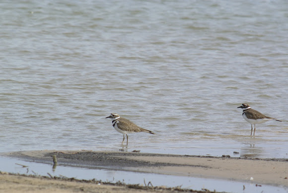 Killdeer (pair) | Project Noah