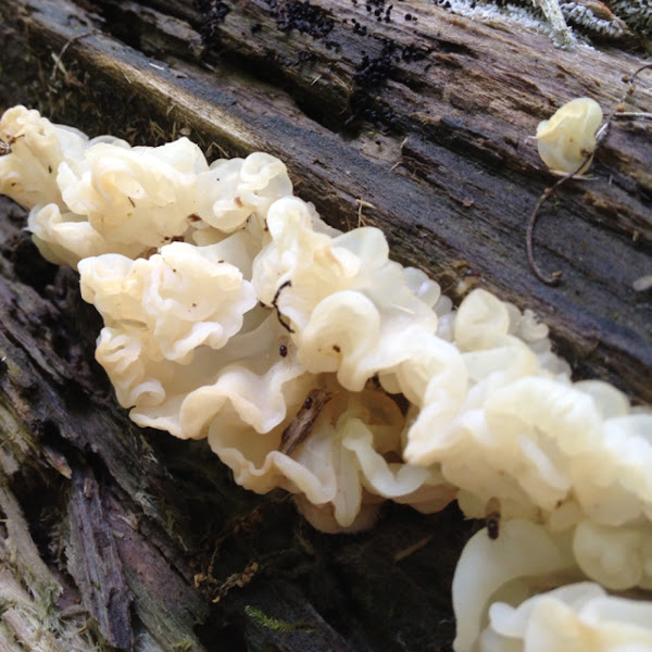 White Jelly Roll | Project Noah