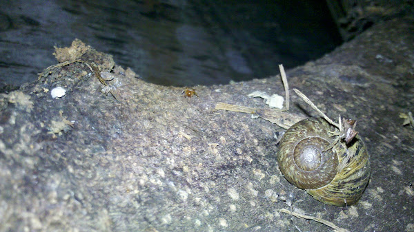 Slater spider | Project Noah