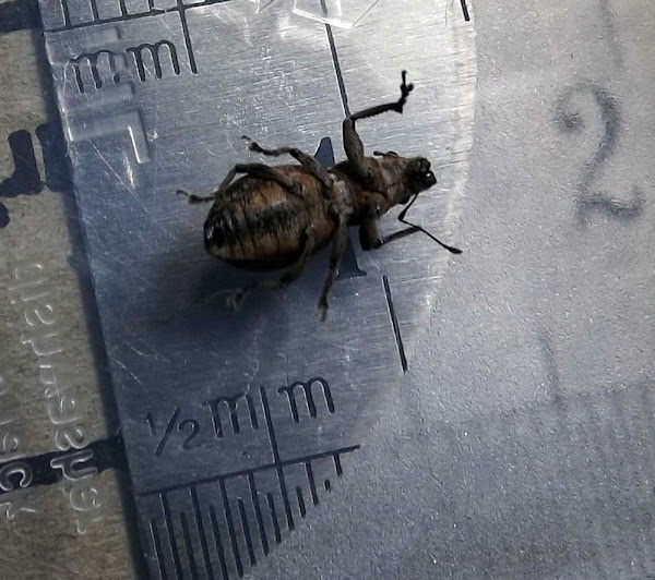 Fuller's Rose Weevil | Project Noah