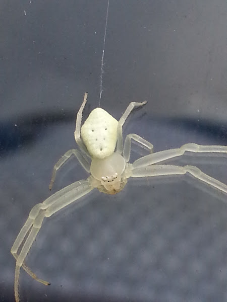 Golden rod crab spider | Project Noah