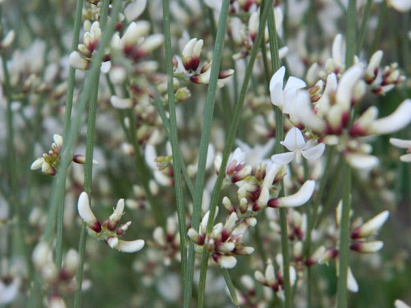 White Weeping Broom (Εχίνωπας) | Project Noah
