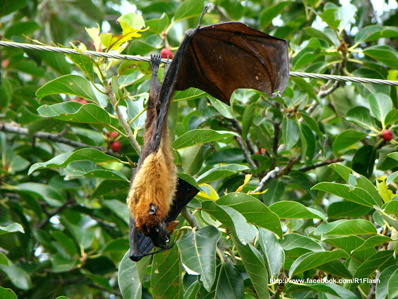 Indian flying fox | Project Noah