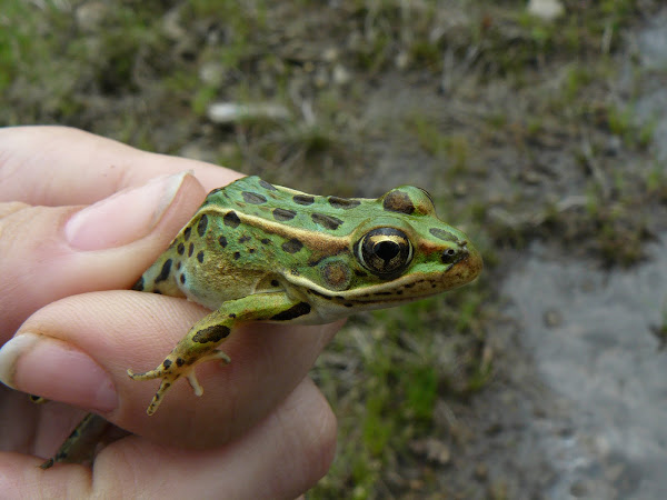 Northern Leopard Frog | Project Noah
