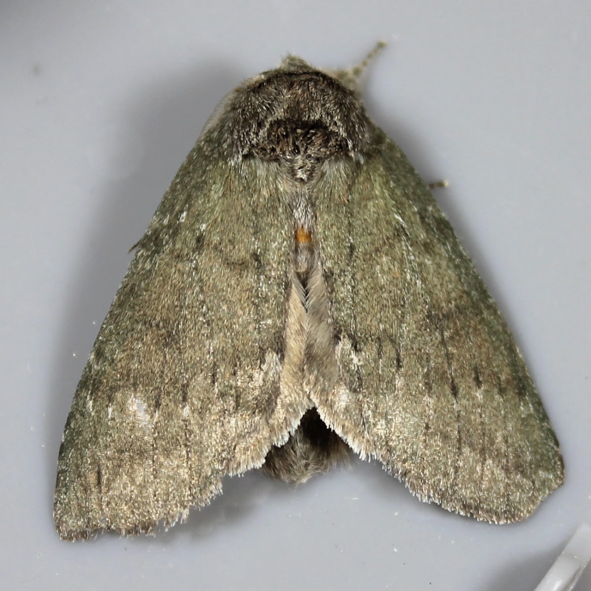 Saddled Prominent | Project Noah