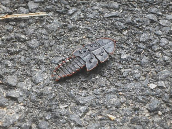 Trilobite Beetle | Project Noah