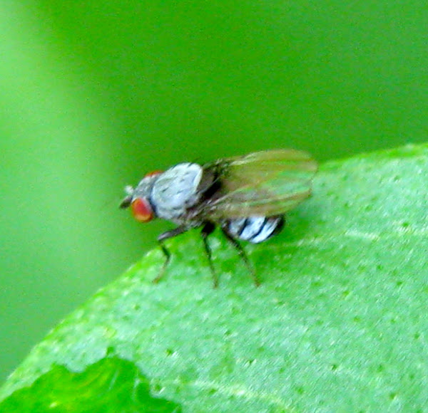 White Fruit Fly ? | Project Noah