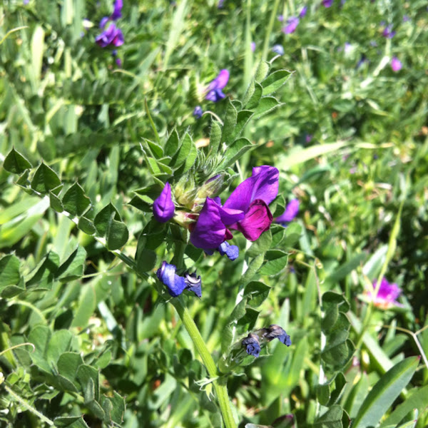 Spring vetch | Project Noah