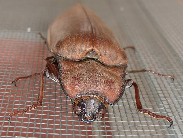 Giant Click Beetle | Project Noah